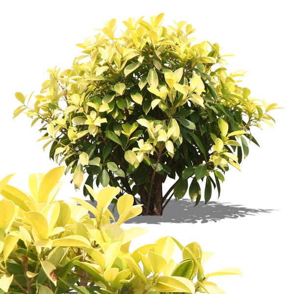 Texture Photoshop ultimate collection plants