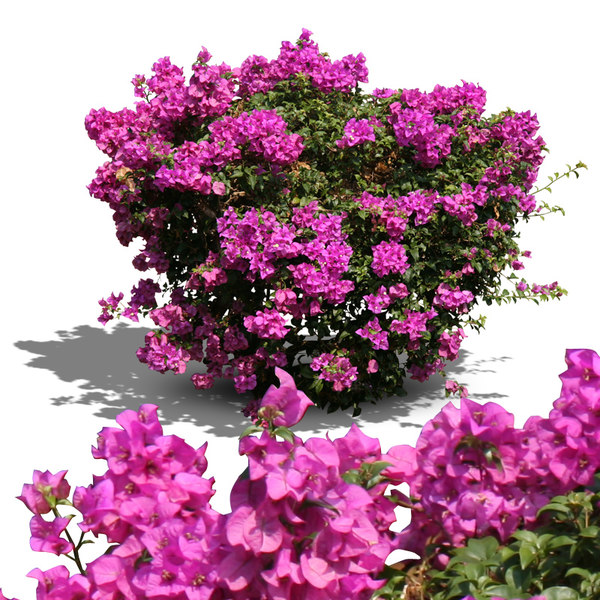 Texture Photoshop ultimate collection plants