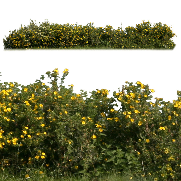 Texture Photoshop ultimate collection plants