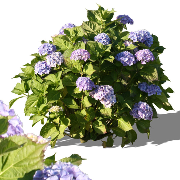 Texture Photoshop ultimate collection plants