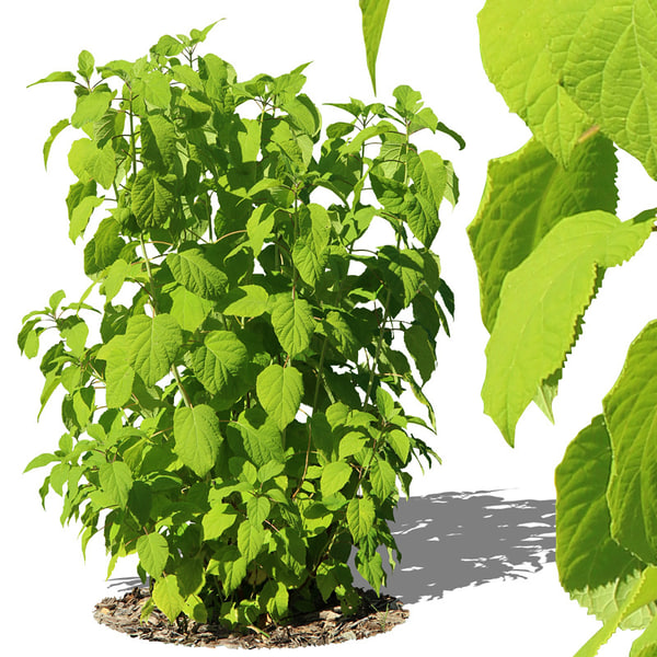 Texture Photoshop ultimate collection plants