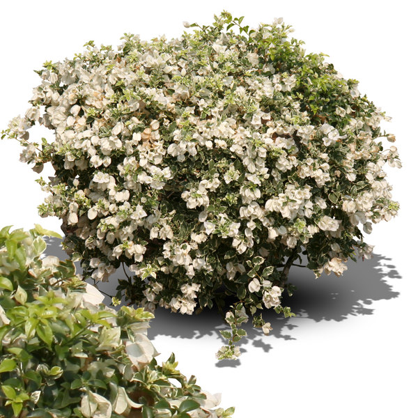 Texture Photoshop ultimate collection plants