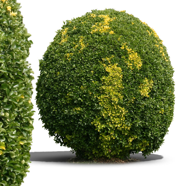 Texture Photoshop ultimate collection plants