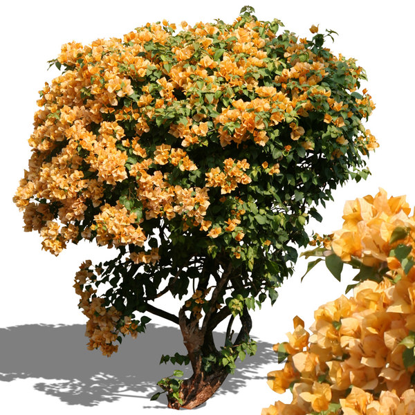 Texture Photoshop ultimate collection plants