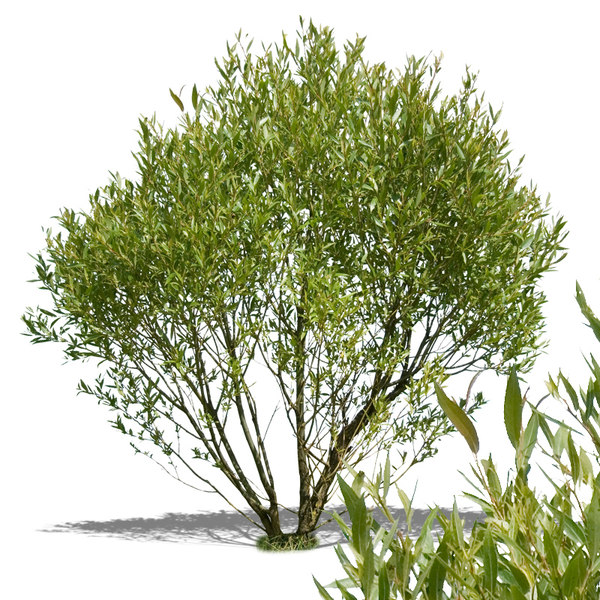 Texture Photoshop ultimate collection plants