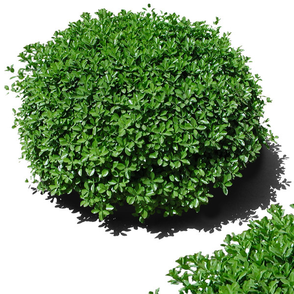 Texture Photoshop ultimate collection plants