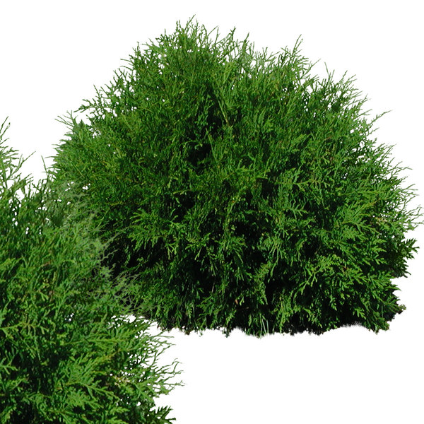 Texture Photoshop ultimate collection plants