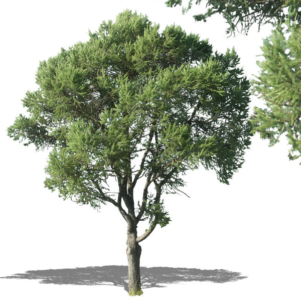 Texture Photoshop ultimate collection plants