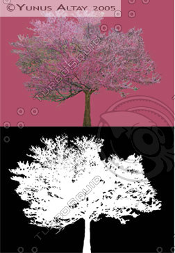 Texture Windows Bitmap tree flower spring