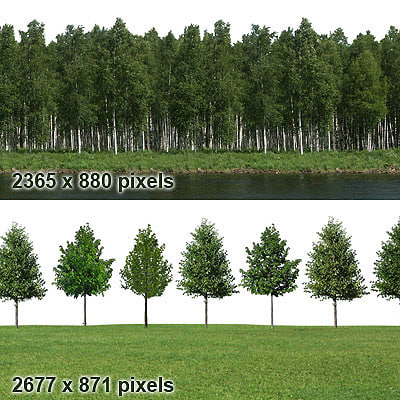 Texture Photoshop forest tree line