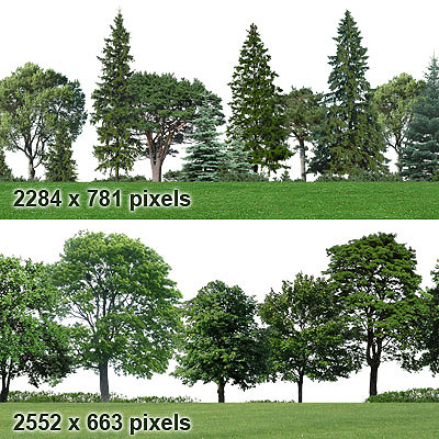 Texture Photoshop forest tree line