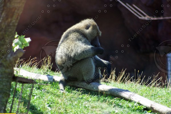 Stock JPEG Baboon monkey