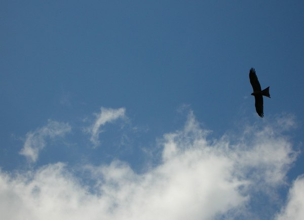 Stock JPEG kite cloud bird