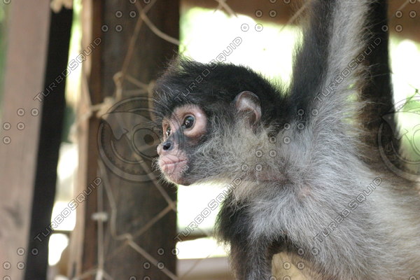 Stock JPEG monkey digitalreflection animal