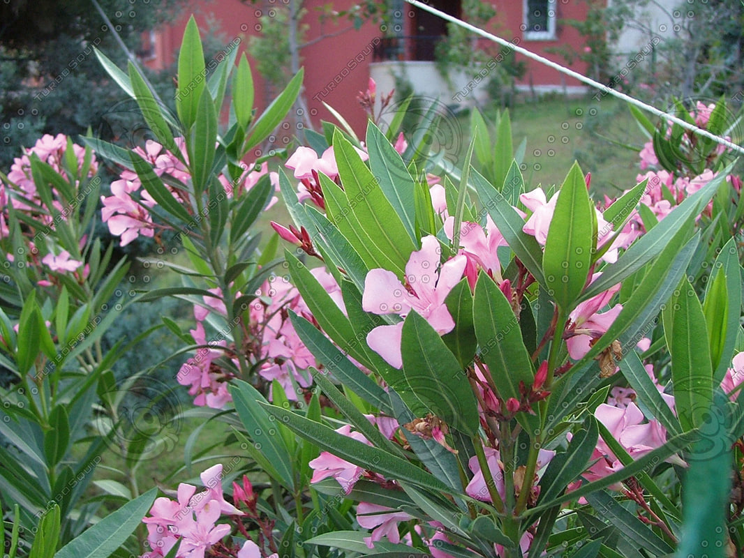 Stock JPEG oleander flower flowers
