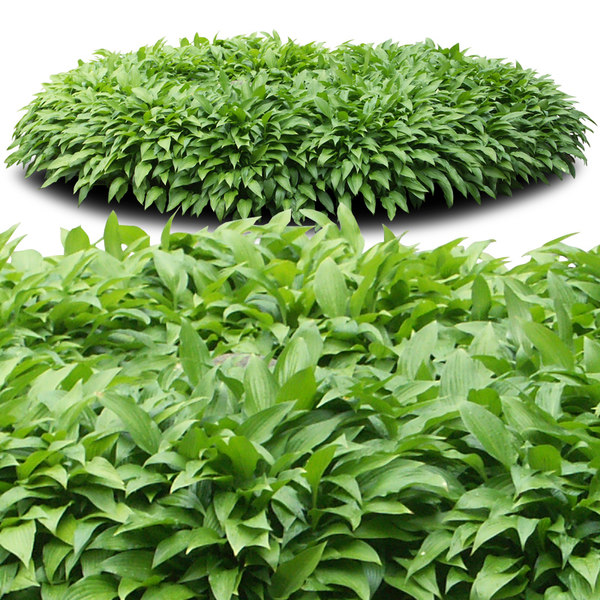 Texture Photoshop plant planter bush