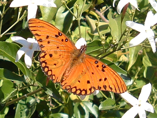 Stock JPEG butterfly orange insect