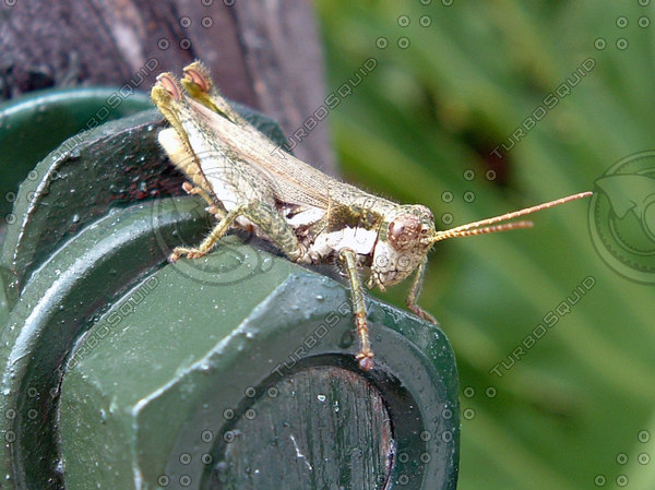 Stock JPEG cricket nut insect