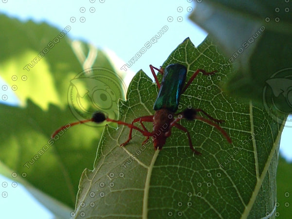 Stock JPEG insect antenna feeler