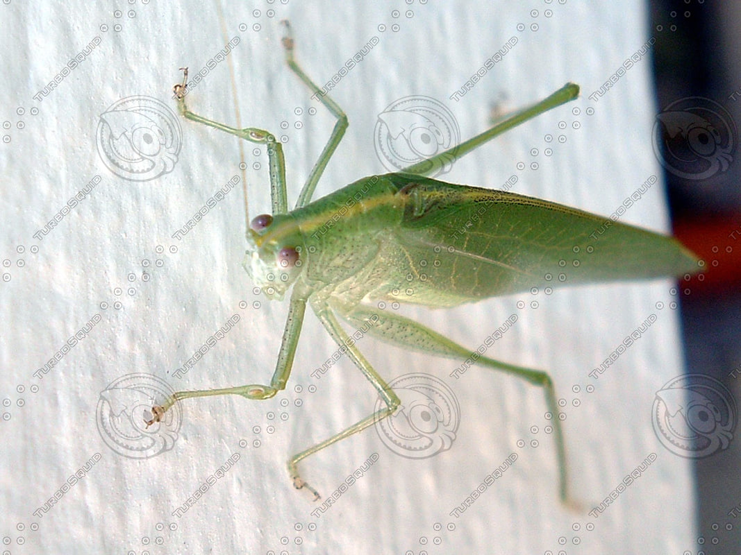 Stock JPEG locust animal insect