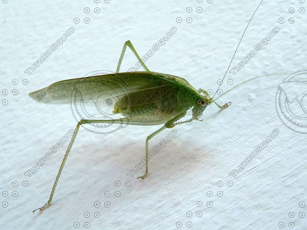 Stock JPEG locust animal insect