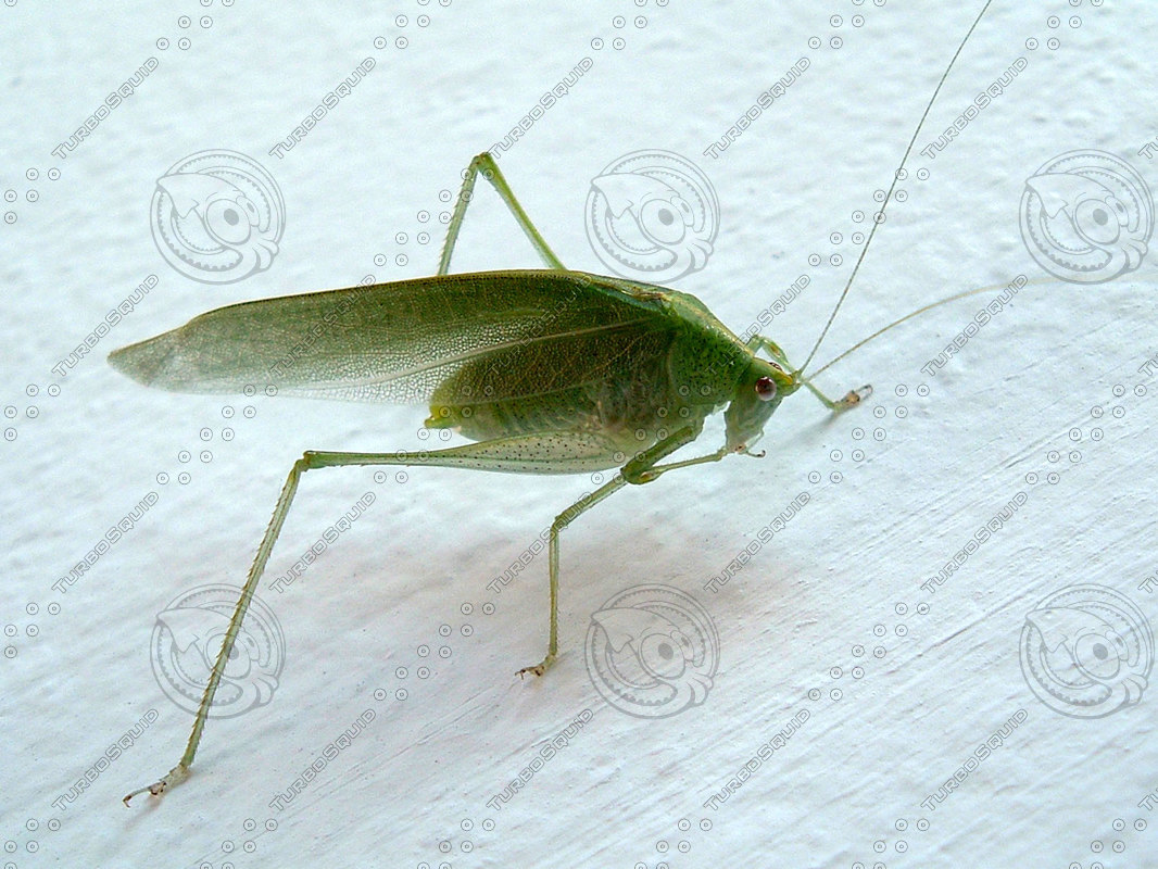 Stock JPEG locust animal insect