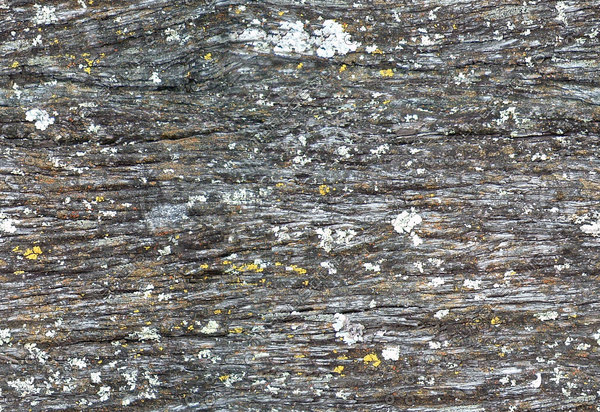 Texture JPEG wood old fungus