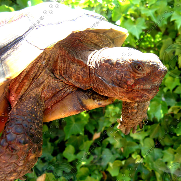 Stock JPEG tortoise head desert