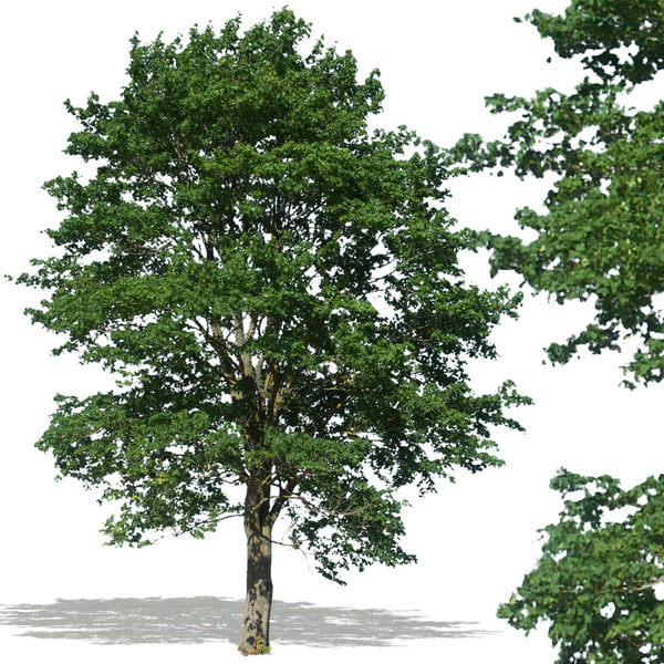 Texture Photoshop Collection tree plants