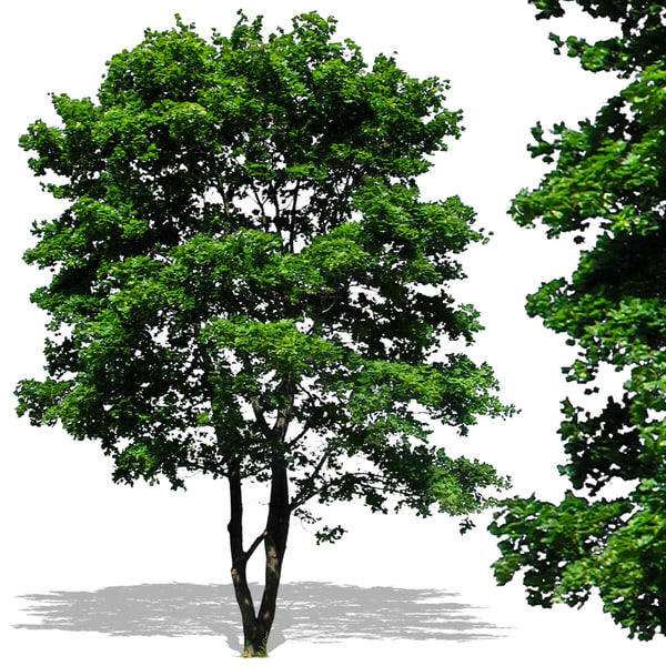Texture Photoshop Collection tree plants