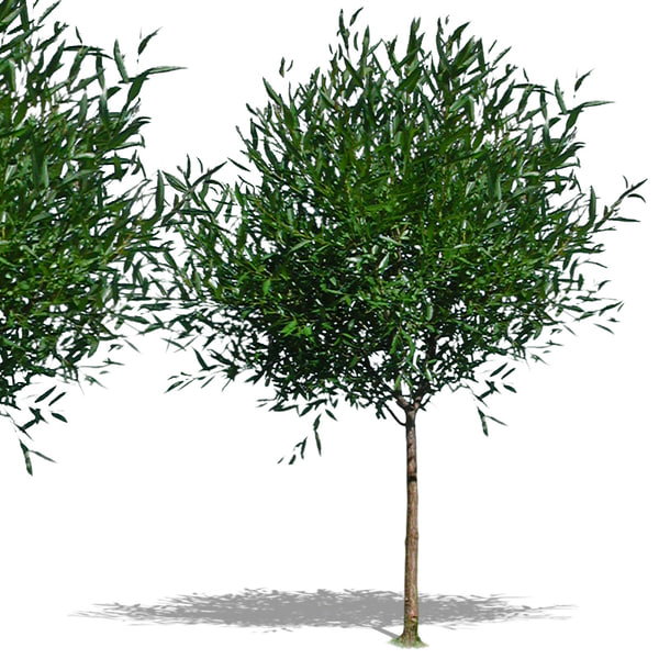 Texture Photoshop Collection tree plants