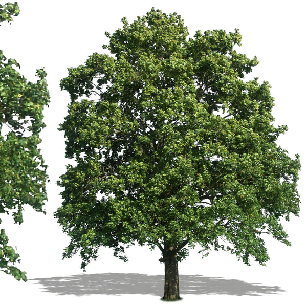 Texture Photoshop Collection tree plants