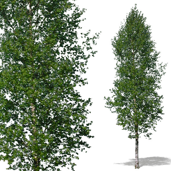 Texture Photoshop Collection tree plants