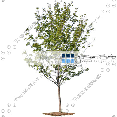 Texture Targa tree alpha masked