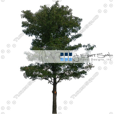 Texture Targa tree alpha masked