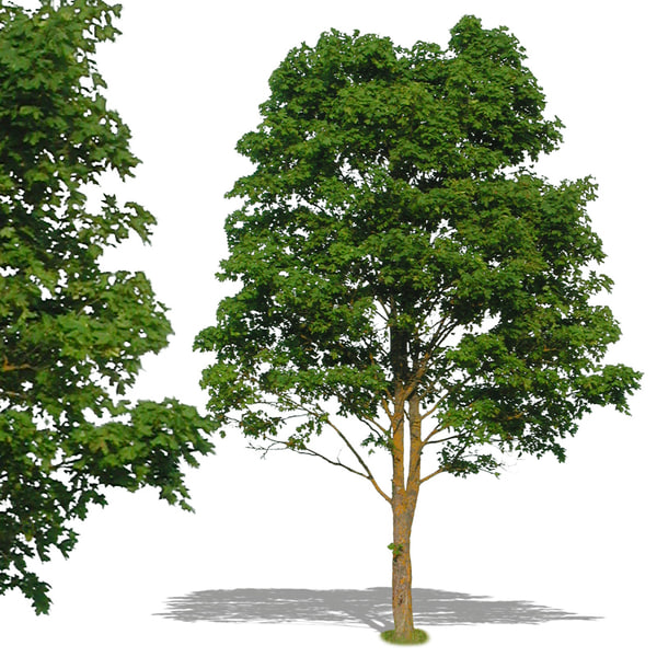 Texture Photoshop Collection tree plants