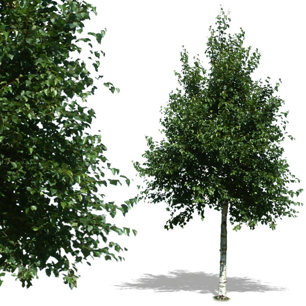 Texture Photoshop Collection tree plants