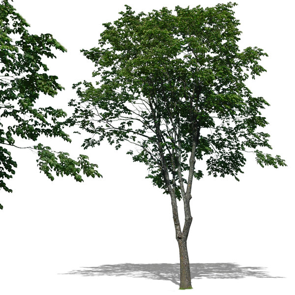 Texture Photoshop Collection tree plants