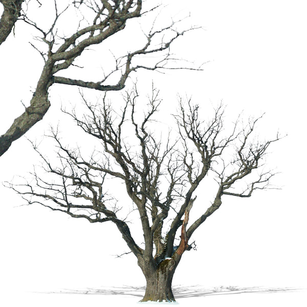 Texture Photoshop tree bare winter