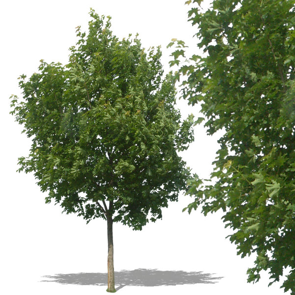 Texture Photoshop tree maple deciduous