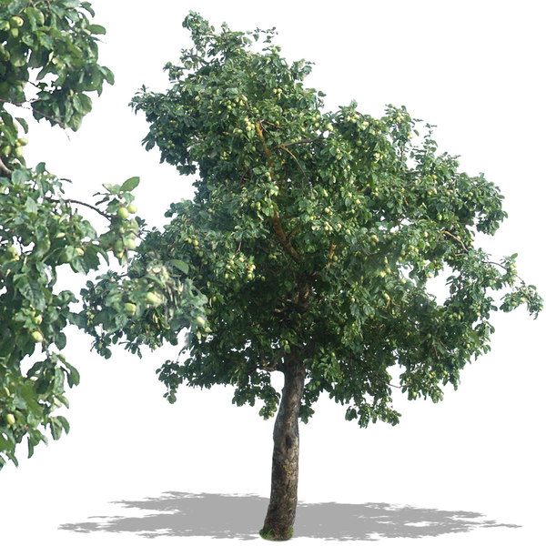 Texture Photoshop tree apple deciduous