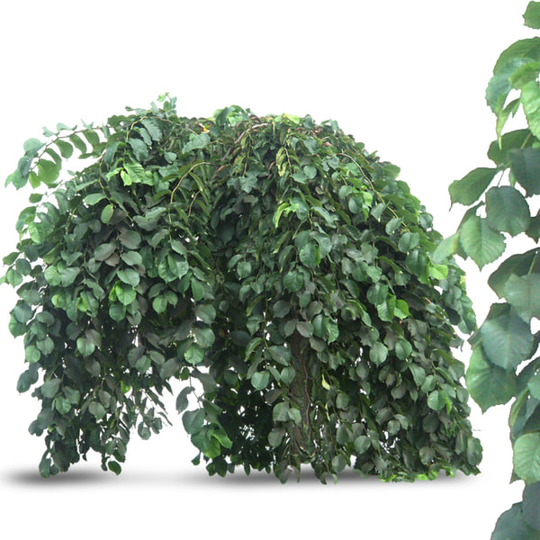 Texture Photoshop tree deciduous wood