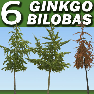 Texture Photoshop tree ginkgo biloba