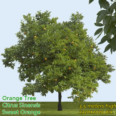 Texture JPEG Tree Plant Tropical