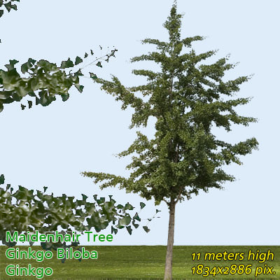 Texture Photoshop tree ginkgo biloba