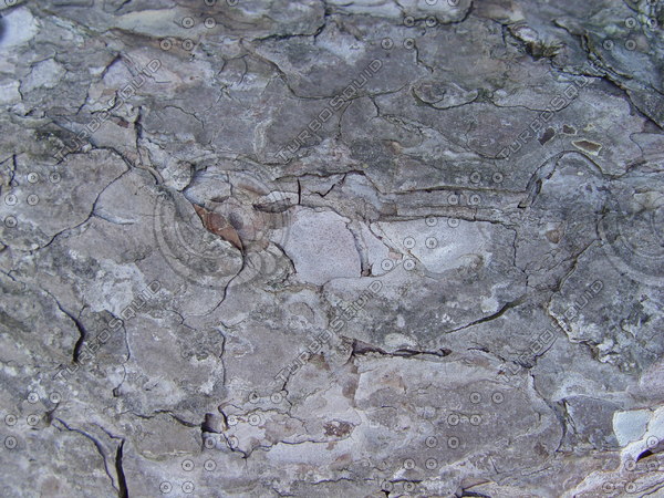 Texture JPEG tree bark skin