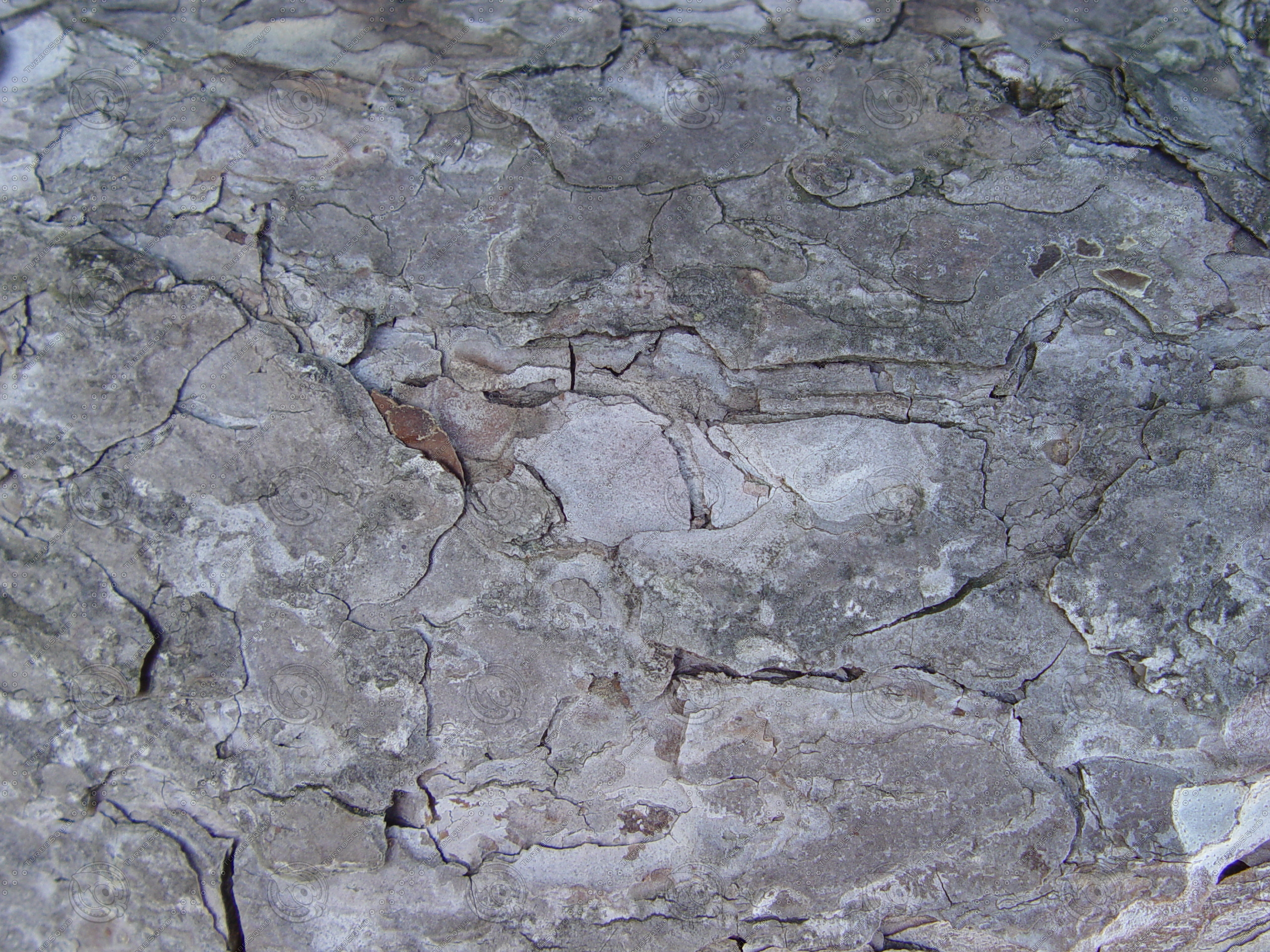 Texture JPEG tree bark skin