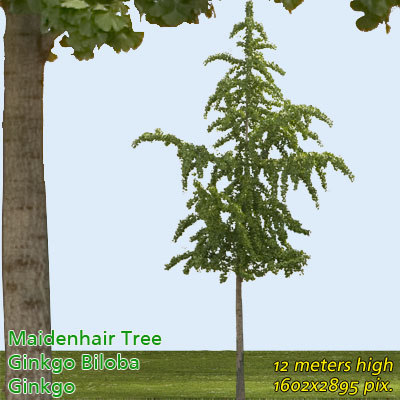 Texture Photoshop tree ginkgo biloba