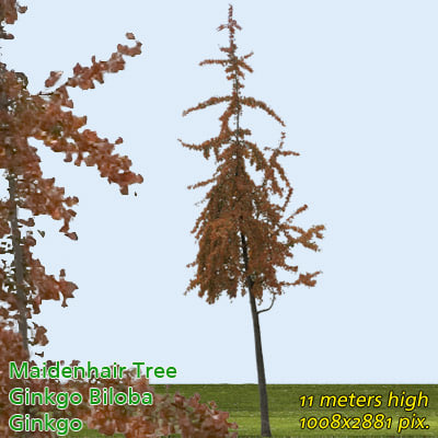 Texture Photoshop tree ginkgo biloba