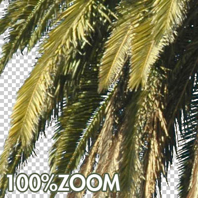 Texture Photoshop Canary date palm